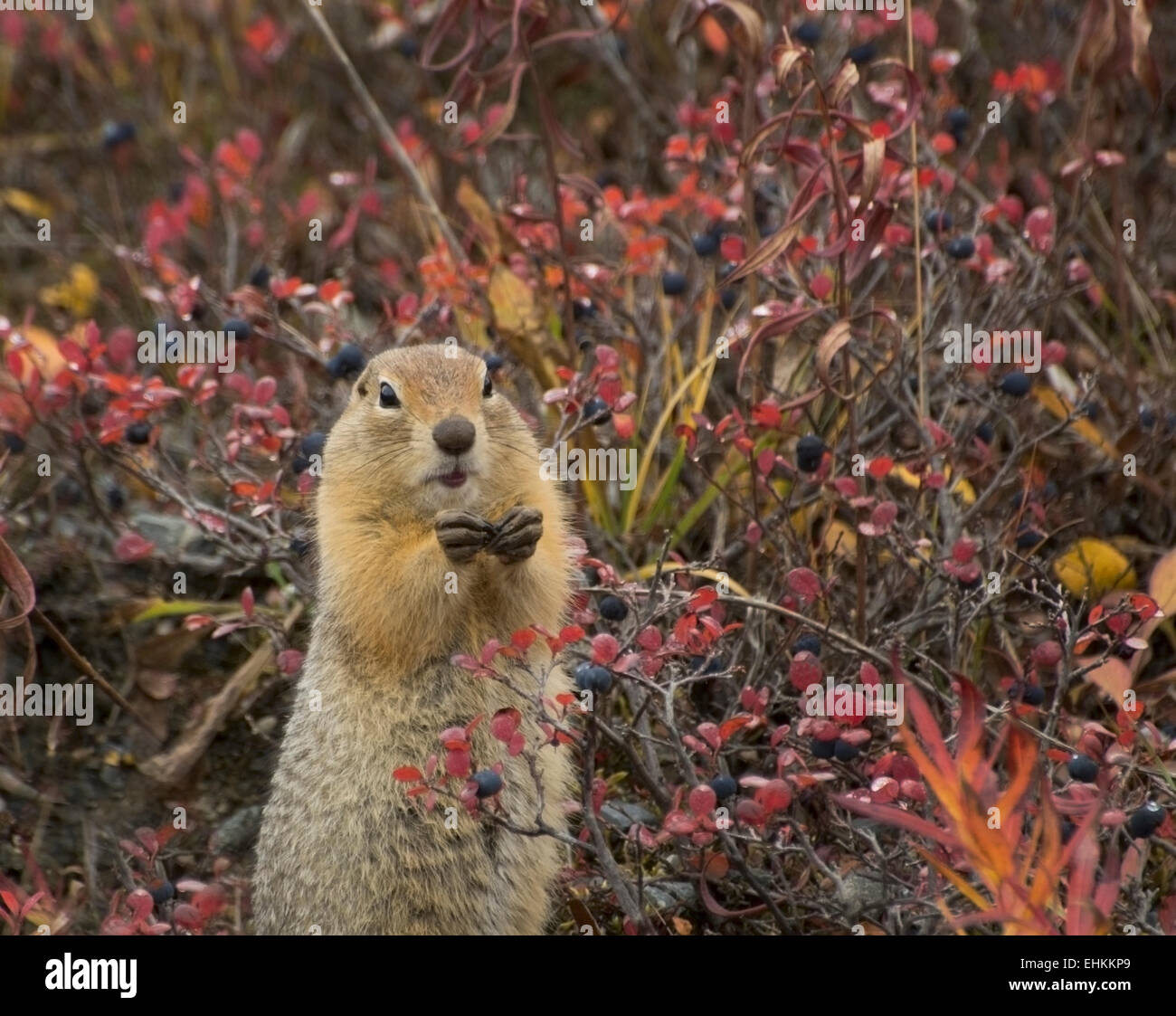 Alaska squirrel hi-res stock photography and images - Alamy