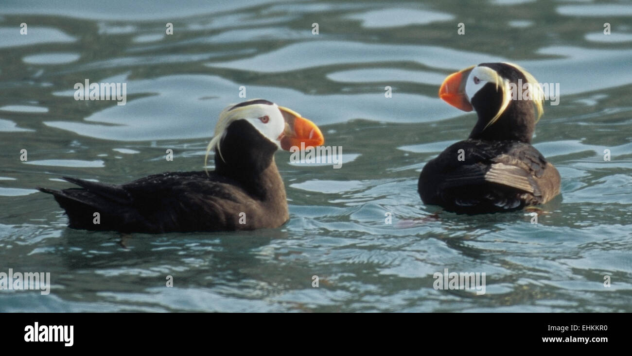 Tufted Puffin (Fratercula cirrhata) in breeding plumage are year round ...