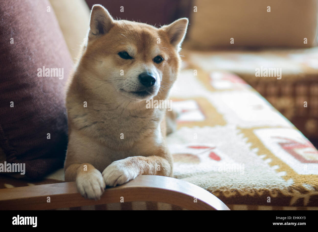 Dog on couch Stock Photo - Alamy