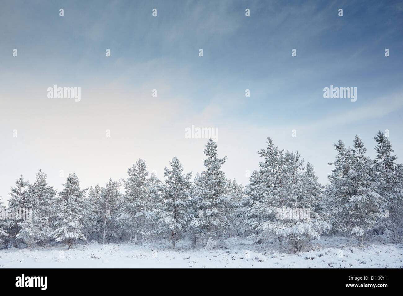 Tress in a wintery scene Stock Photo - Alamy
