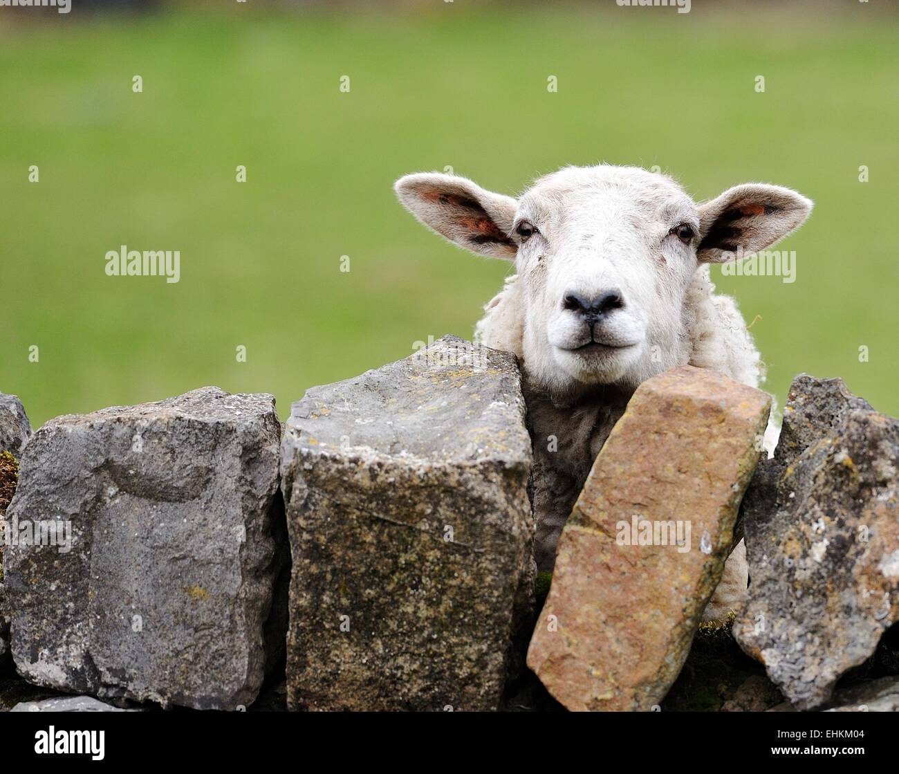 Hello sheep hi-res stock photography and images - Alamy