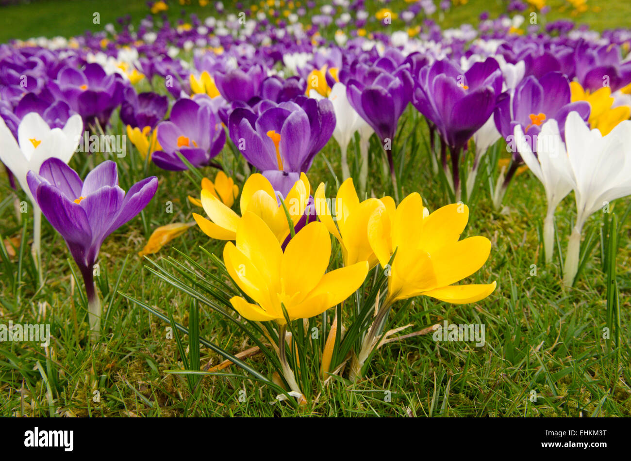 Crocus colors hi-res stock photography and images - Alamy
