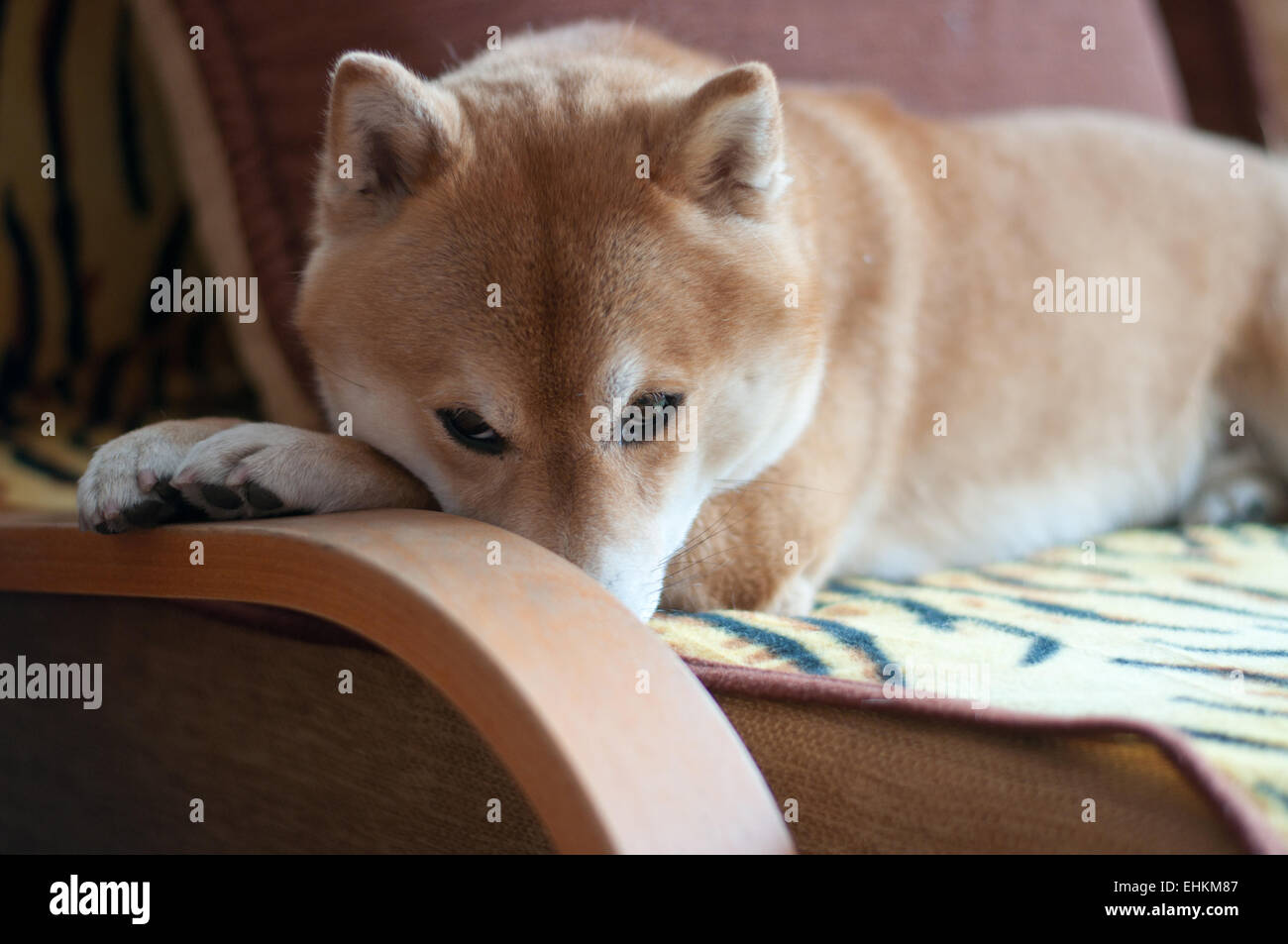 Shiba inu nose hi-res stock photography and images - Alamy