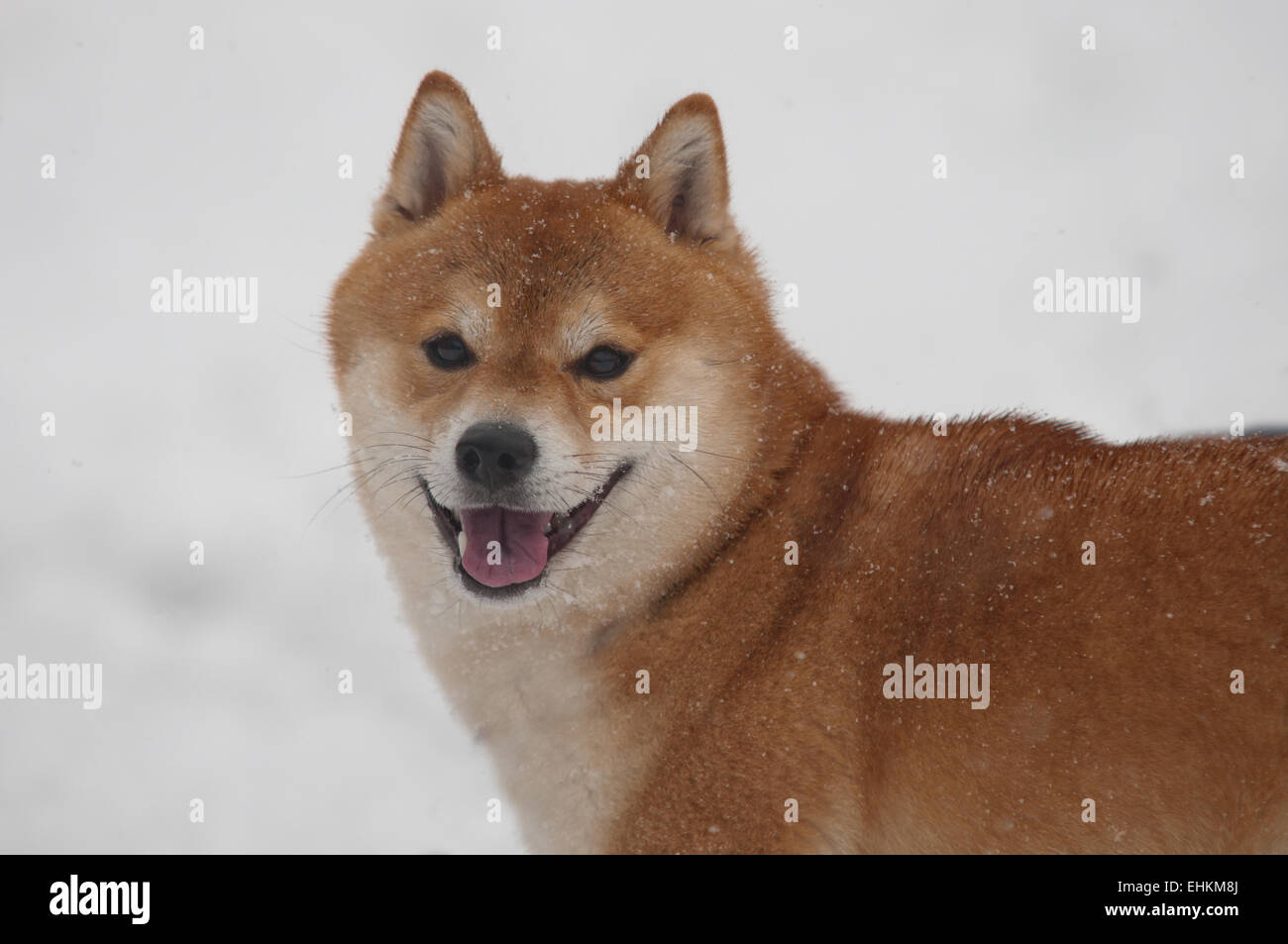Happy shiba inu dog on snow Stock Photo - Alamy