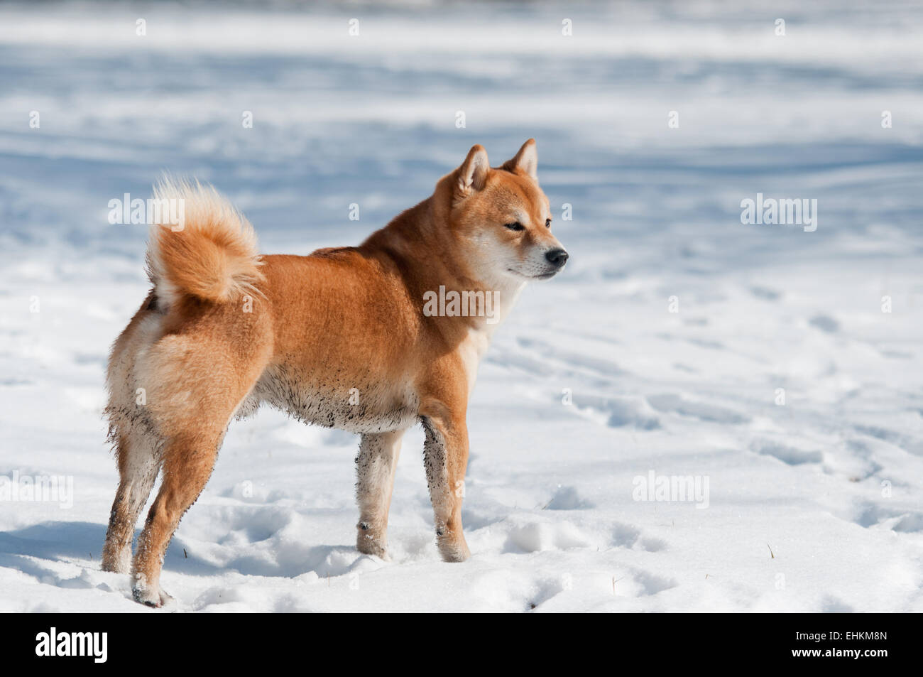 Shiba inu dog paws on hi-res stock photography and images - Alamy
