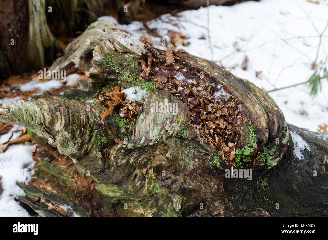 A pile of pine cone scales marks a squirrel's feeding spot on an old ...