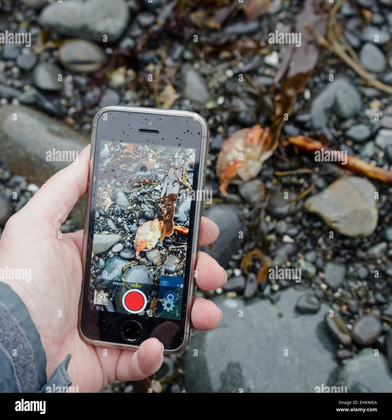 Left hand crab hi-res stock photography and images - Alamy