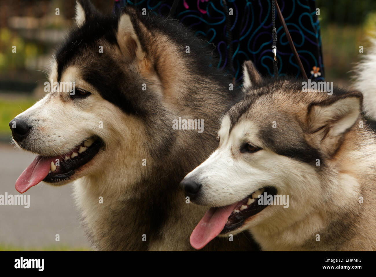 Alaskan malamutes hi-res stock photography and images - Alamy
