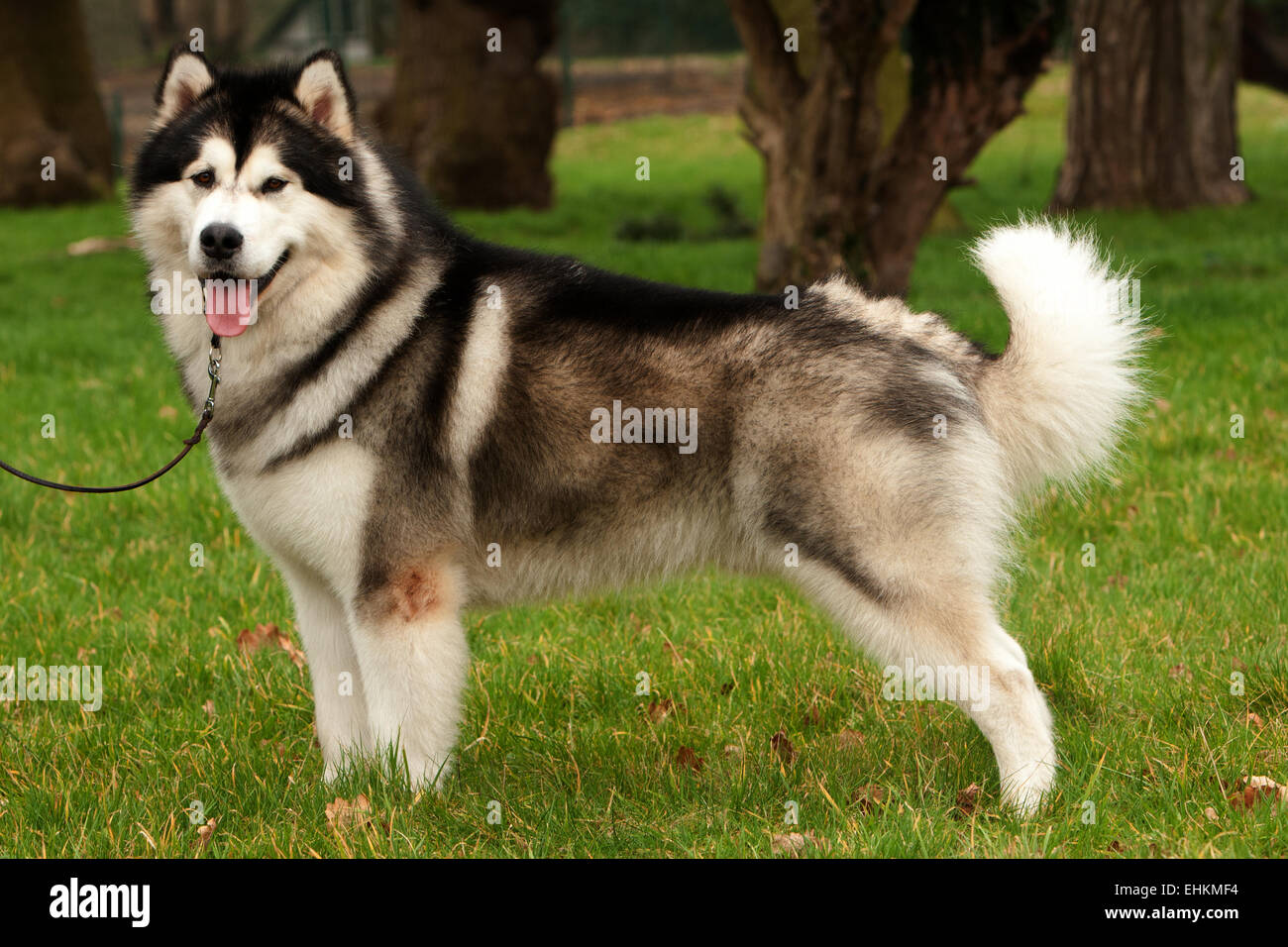 Malamutes hi-res stock photography and images - Alamy
