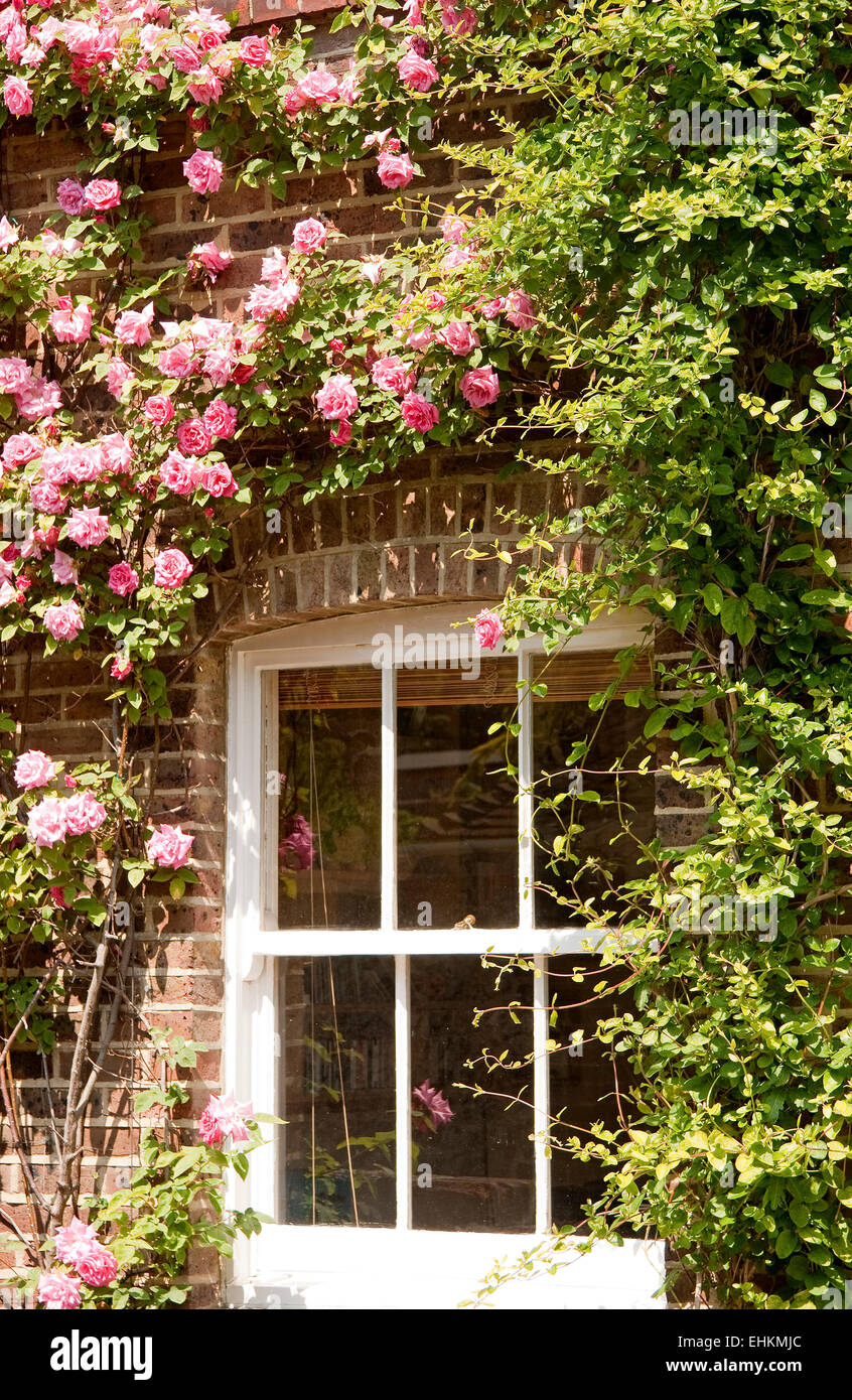 Pink climbing roses over the window of an English country cottage Stock ...
