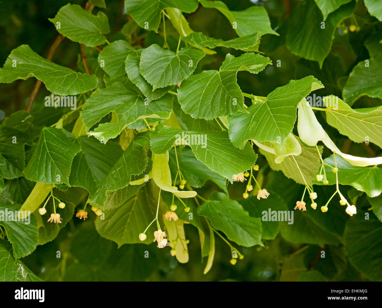 Closeup view of leaves and fruit of Common Lime tree (Tilia × europaea ...