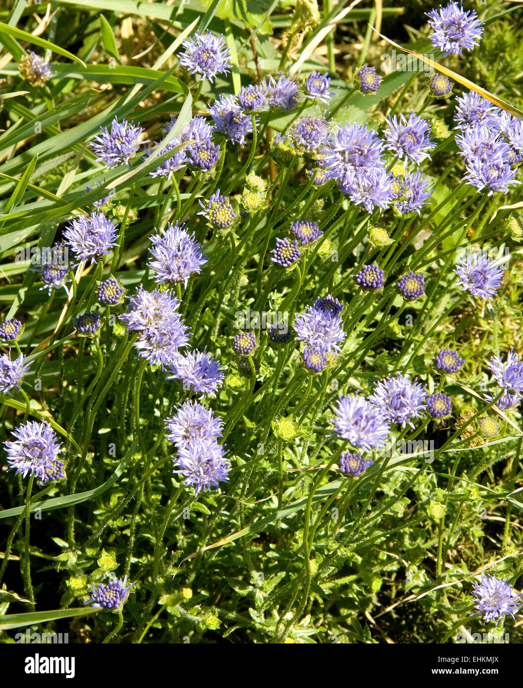 Sheeps bit scabious hi-res stock photography and images - Alamy