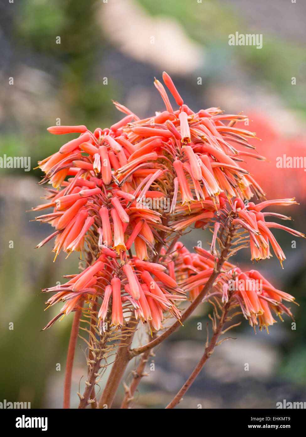 Countless aloe varieties hi-res stock photography and images - Alamy