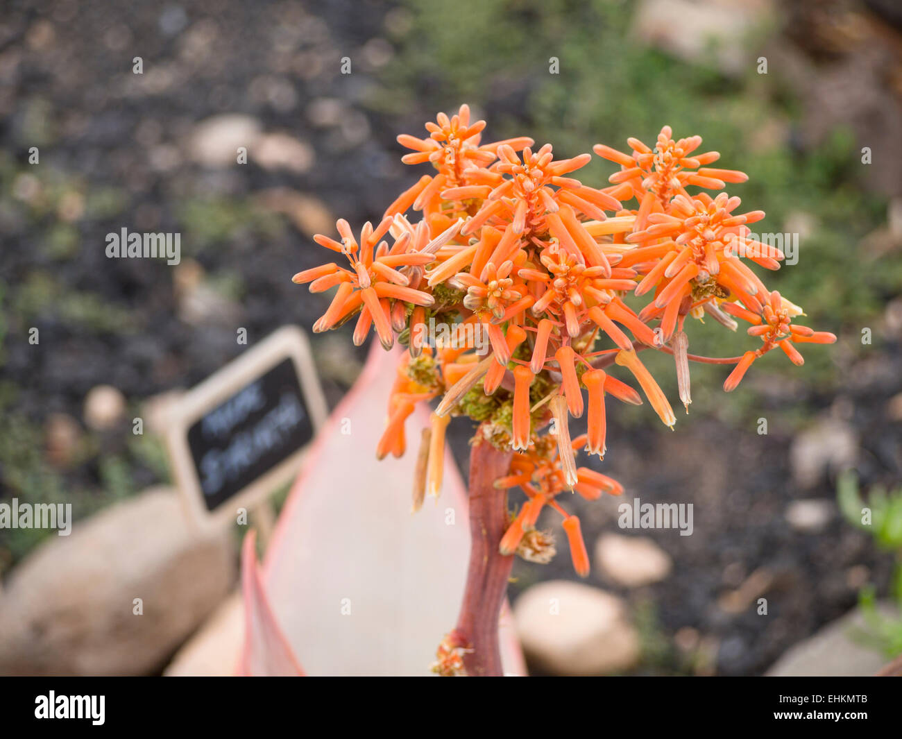 Aloe Striata or Coral Aloe close up of flowers in an Aloe plantation in ...