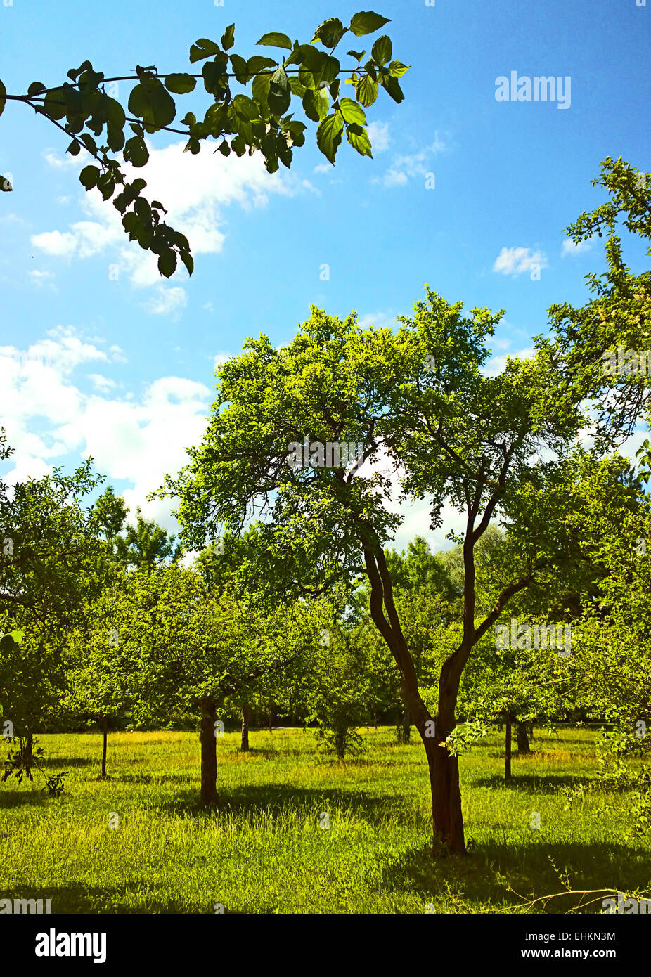 Fruit orchard on summertime, apple trees with lush green foliage Stock ...