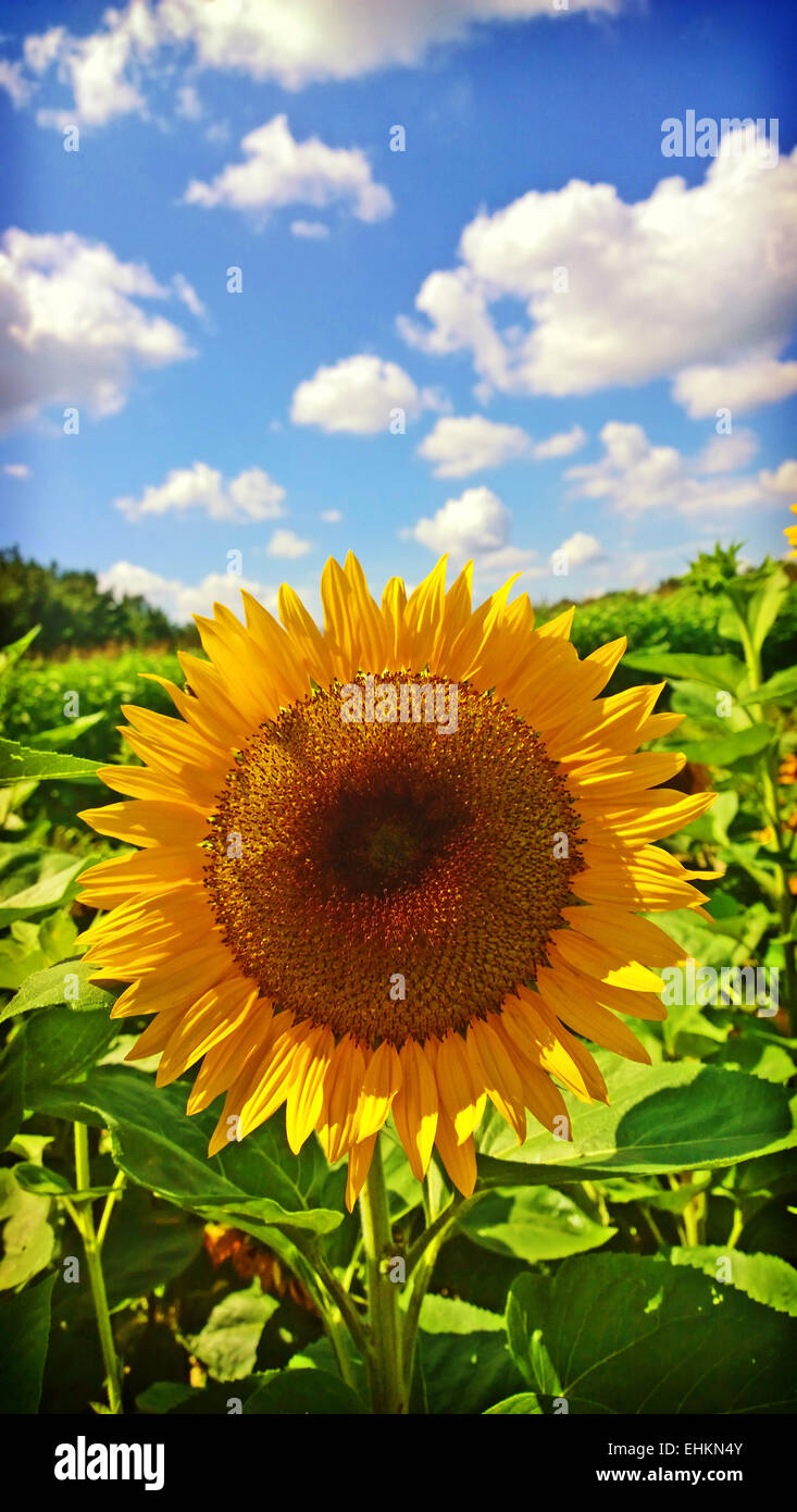 Sunflower close up in rural environment on summer Stock Photo - Alamy