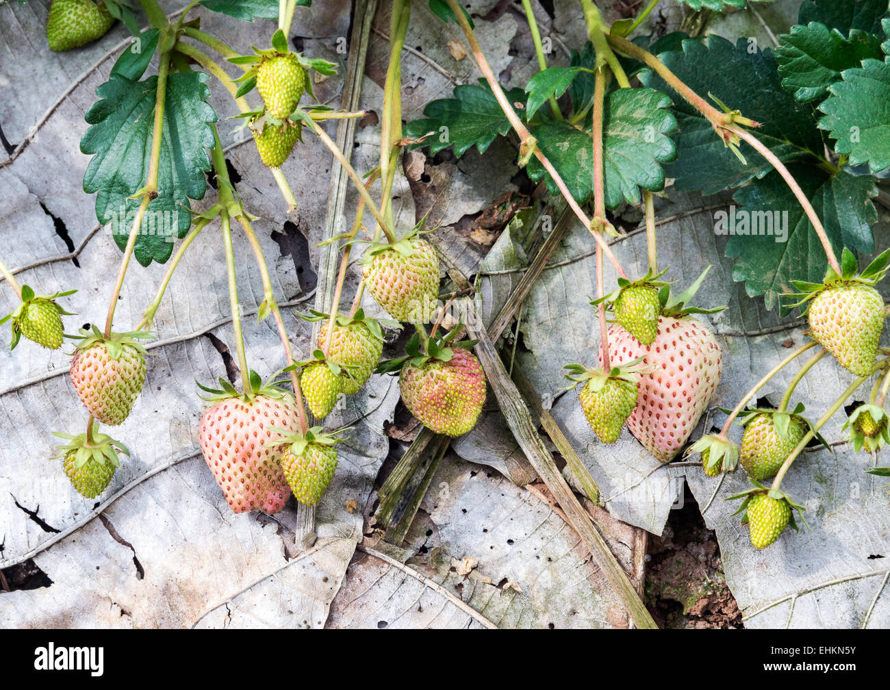 Green leaf young strawberry hi-res stock photography and images - Alamy