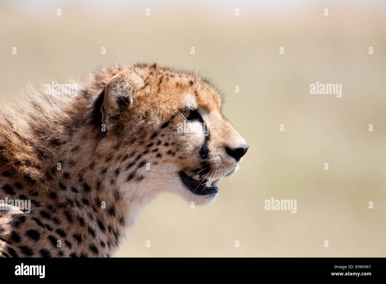 Cheetah Head Profile Wallpaper Face, Predator, Cheetah, Profile, Wild