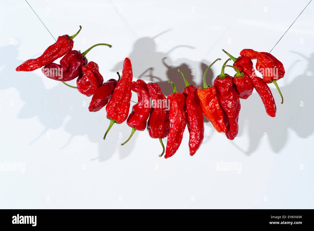 A string of fourteen red hot chili peppers against a white background ...