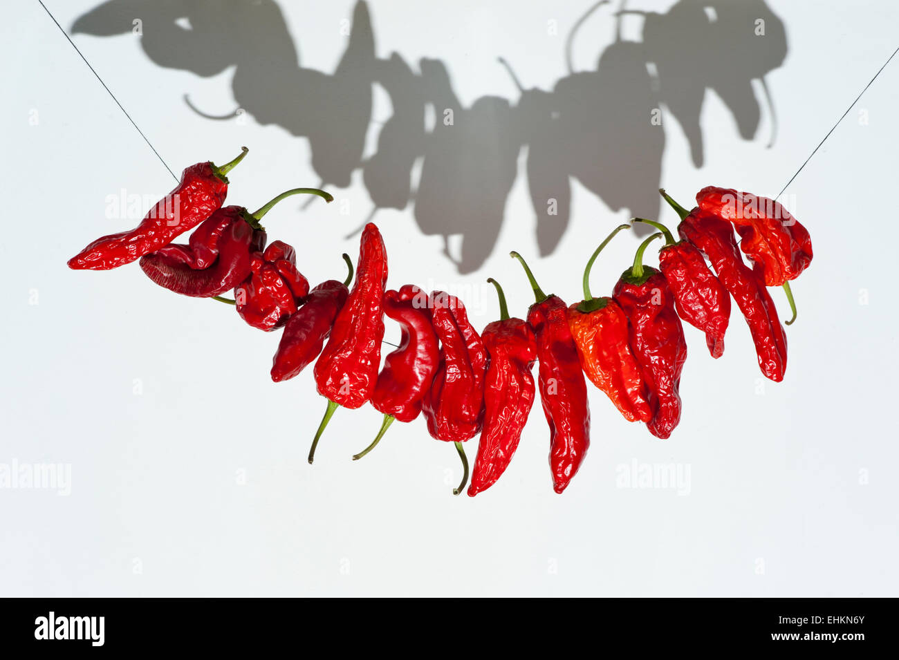 A string of fourteen hot chili peppers against a white background, with ...