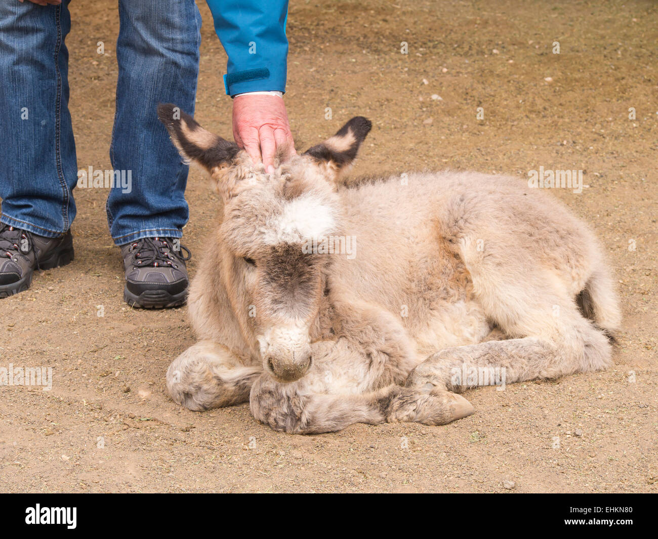 Burro majorero, a species of donkeys native to the Canary Islands, here ...