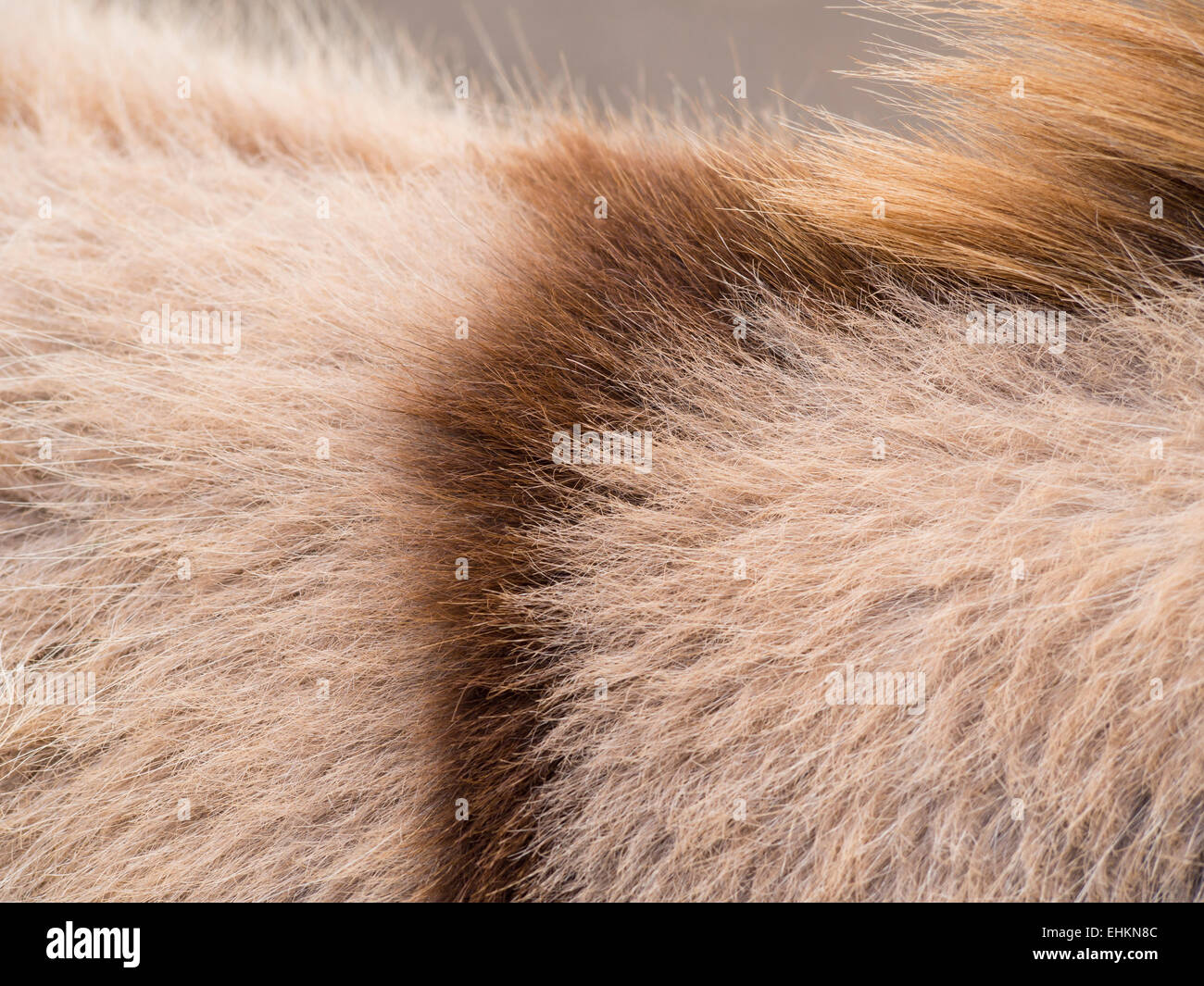 Donkey's back hi-res stock photography and images - Alamy