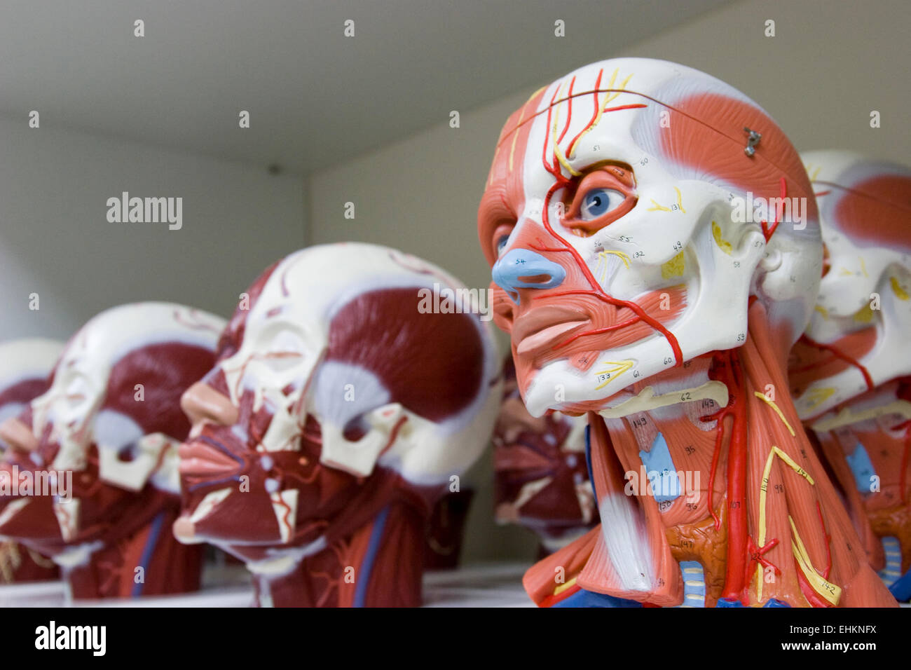 Anatomic models at ULACIT. These models are used to aid medical student ...