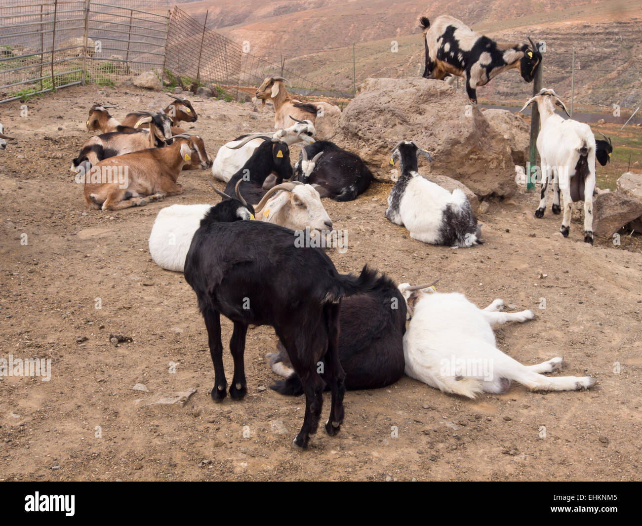 Cabra majorera or Fuerteventura goat in a dairy farm in the mountains ...