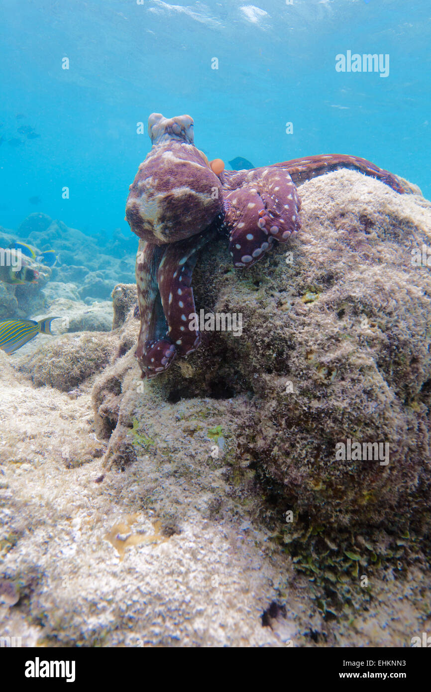 Octopus sitting on reef, Ari-Atoll. Maldives Stock Photo - Alamy