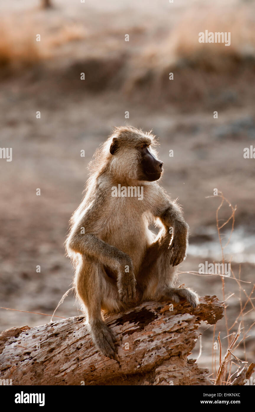 A baboon sits on a log and looks out for any danger that might threaten ...
