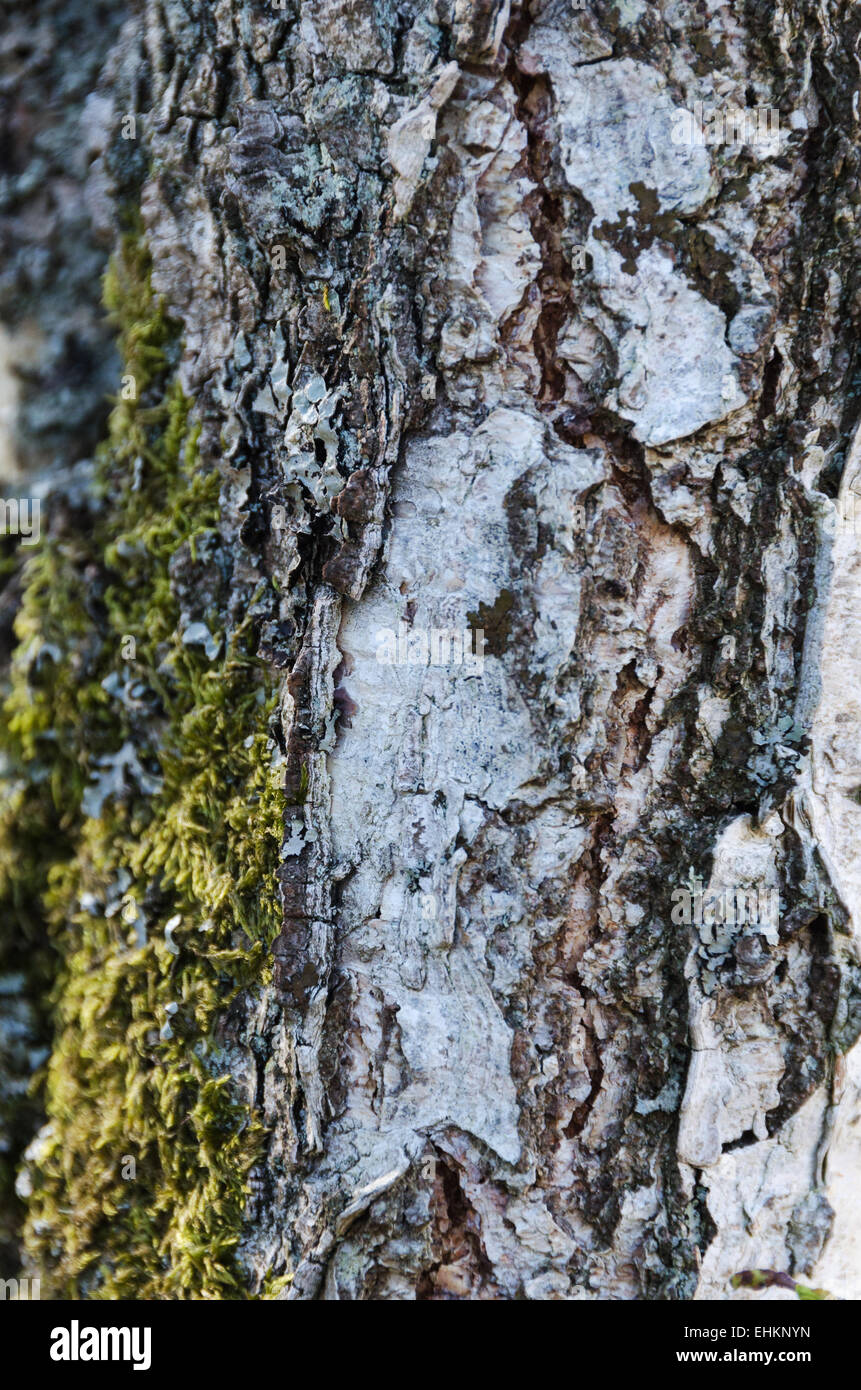 one tree stamm one a closeup picture beutiful very beutiful Stock Photo ...