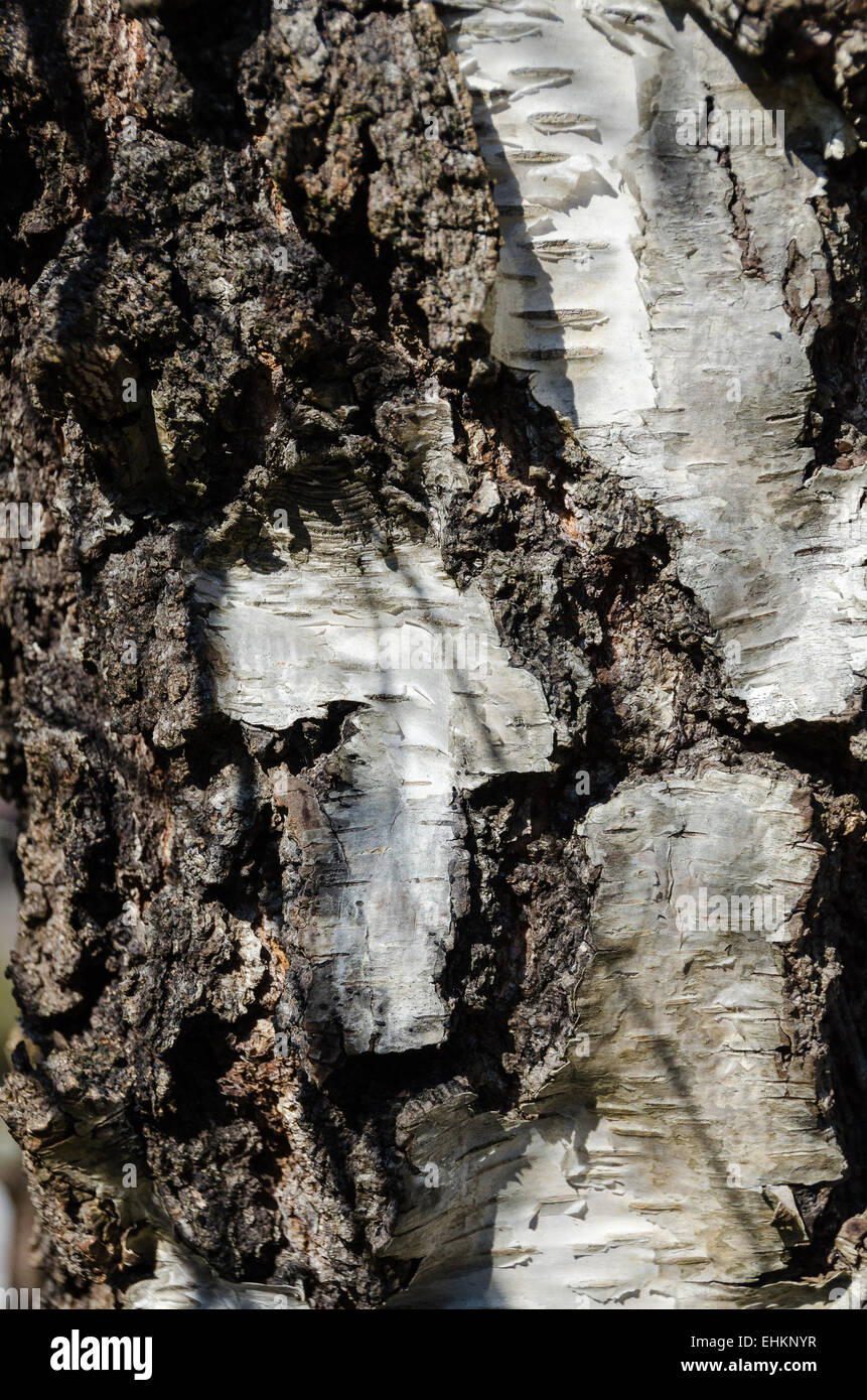 one tree stamm one a closeup picture beutiful very beutiful Stock Photo ...