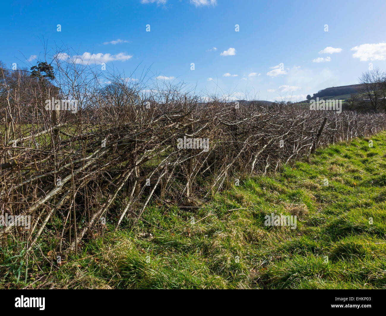 Hedge laying hi-res stock photography and images - Alamy