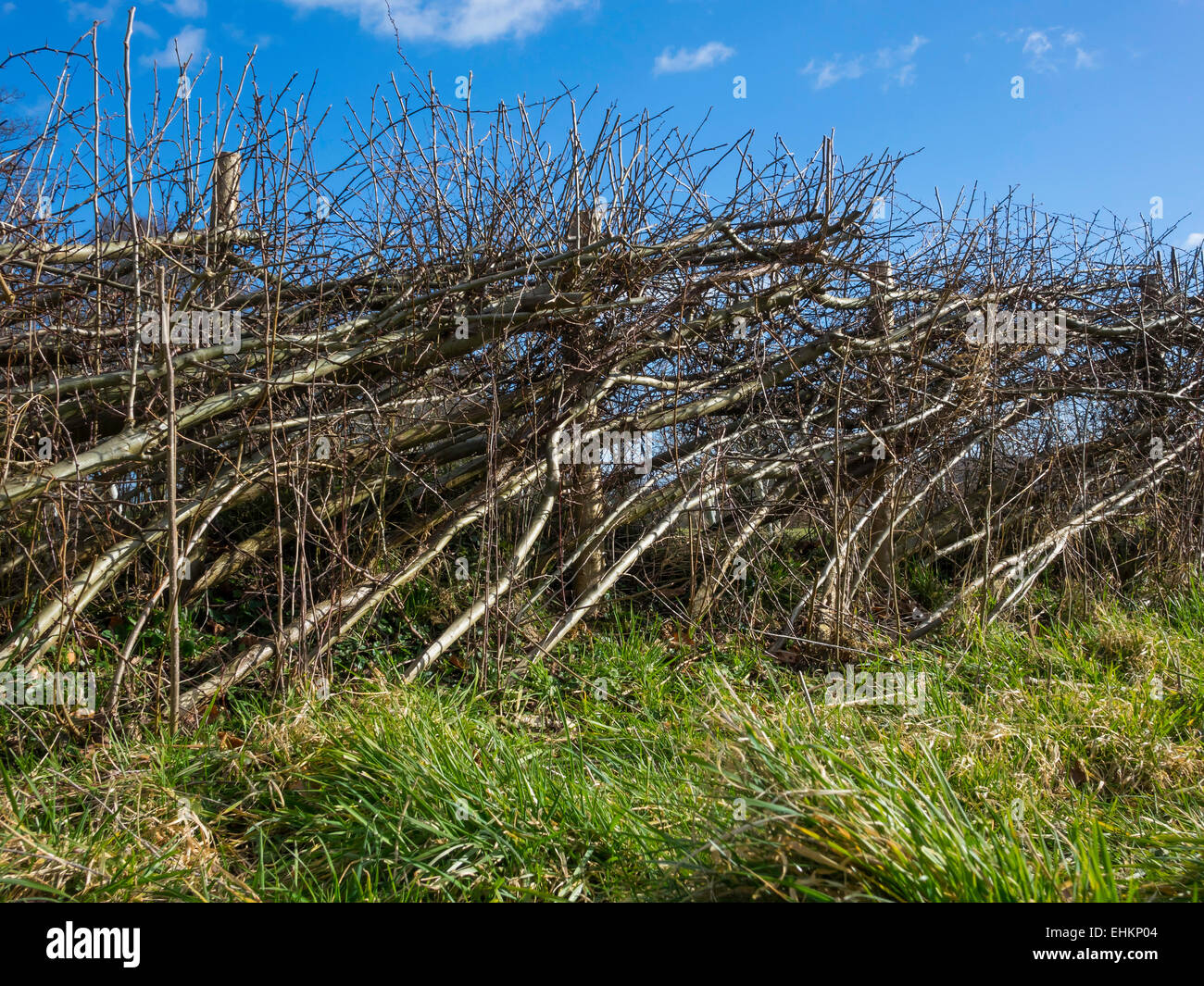 Hedge laying, carried out through Great Britain and Ireland for ...