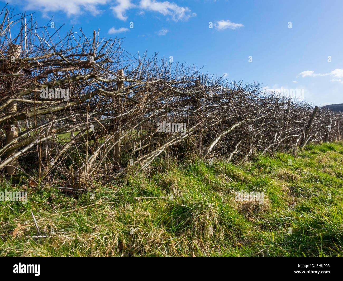 Hedge laying, carried out through Great Britain and Ireland for ...
