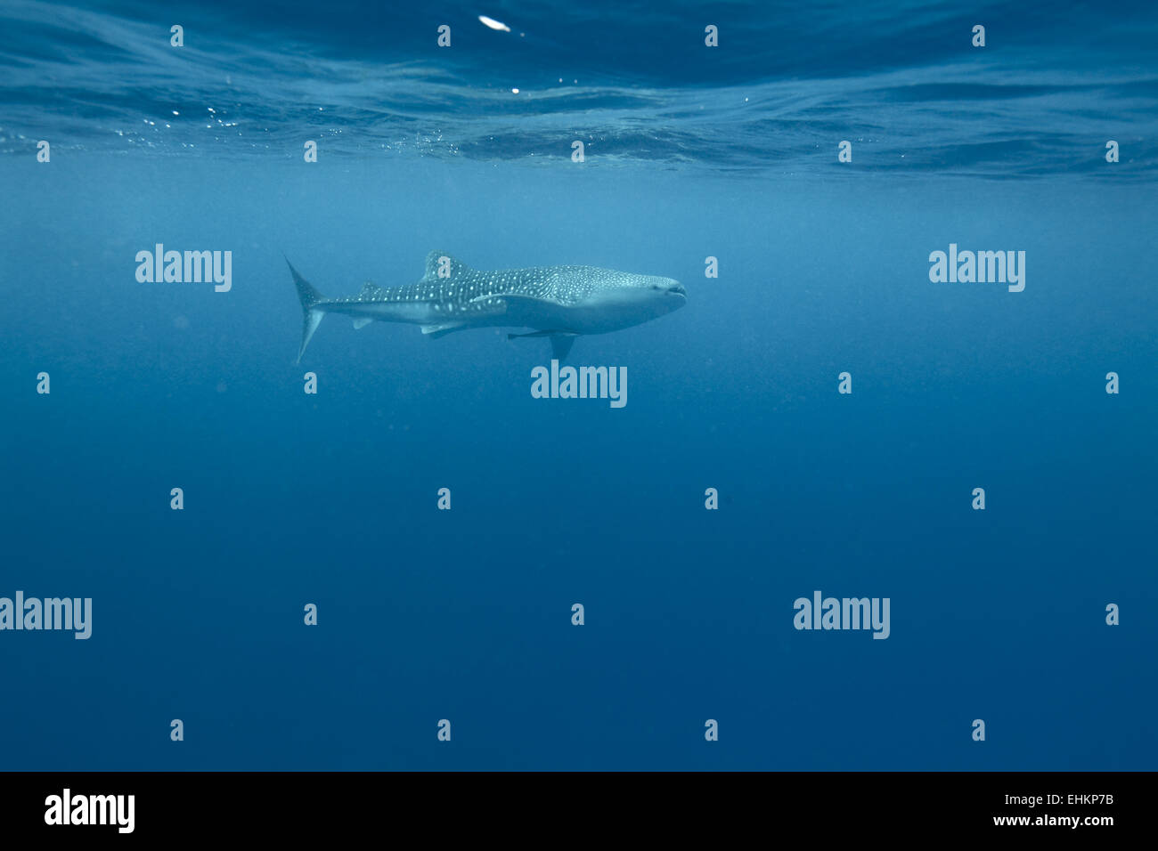 Rhincodon Typus Aquarium High Resolution Stock Photography and Images ...