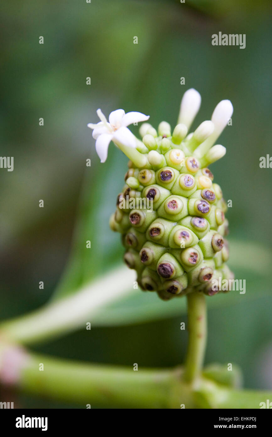 Noni flowers hi-res stock photography and images - Alamy