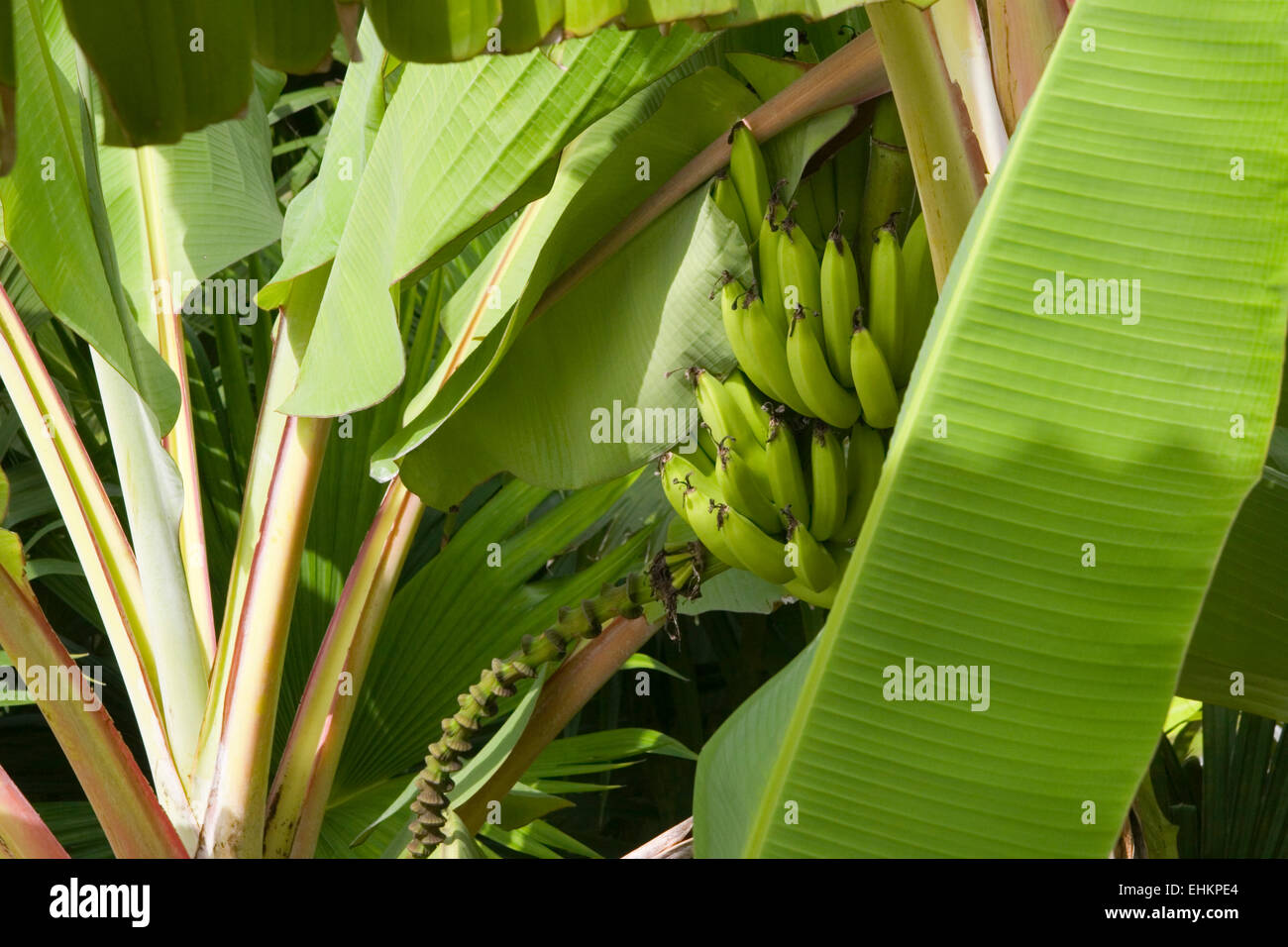 Plaintain tree hi-res stock photography and images - Alamy