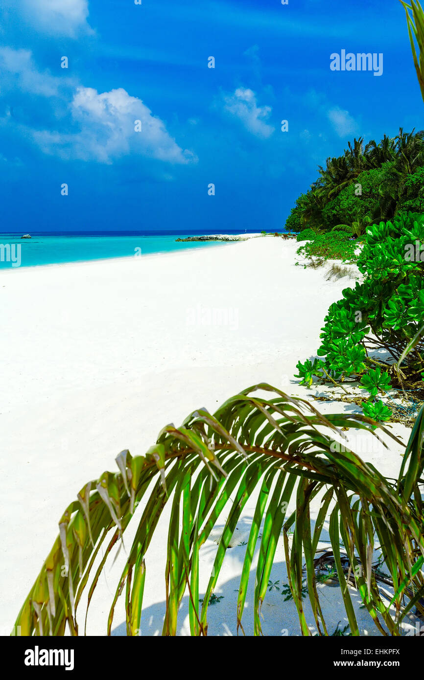 Summer Landscape of Tropical Beach with Palm Trees and ocean waves ...