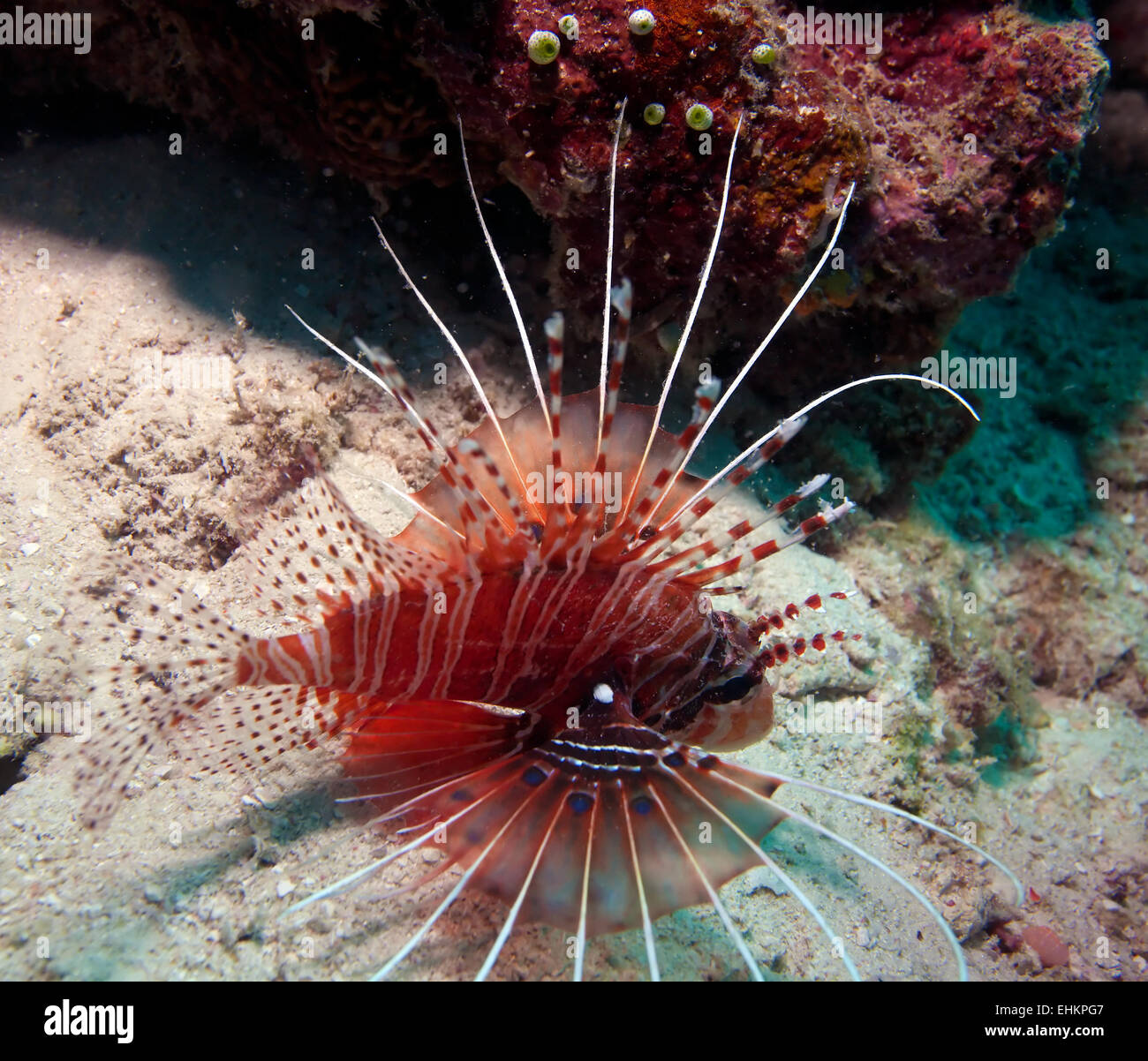 Agressive lion-fish, Ari-Atoll. Maldives Stock Photo - Alamy
