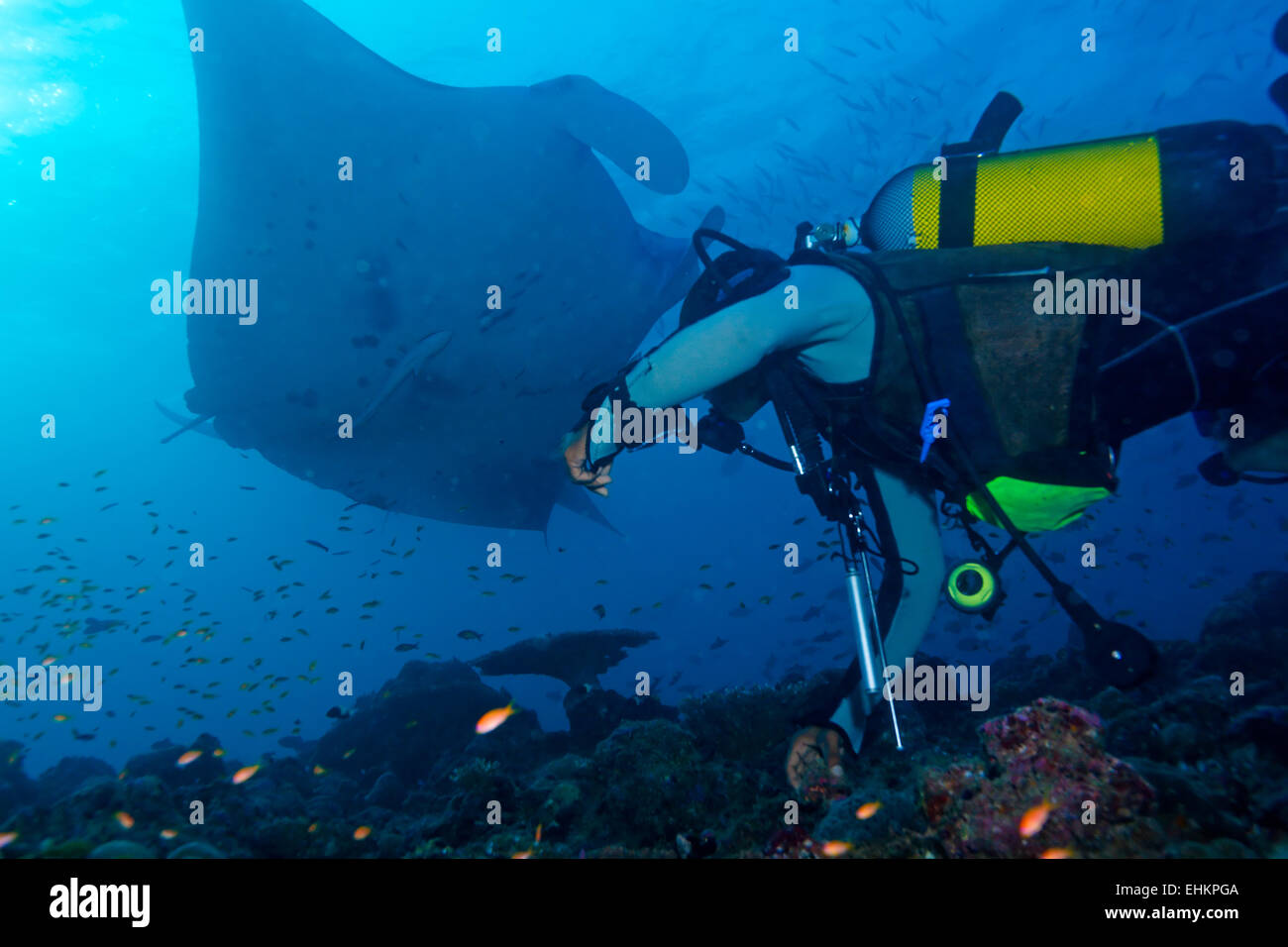 Big Manta Ray swiiming near sea surface and Scuba Diver Stock Photo - Alamy