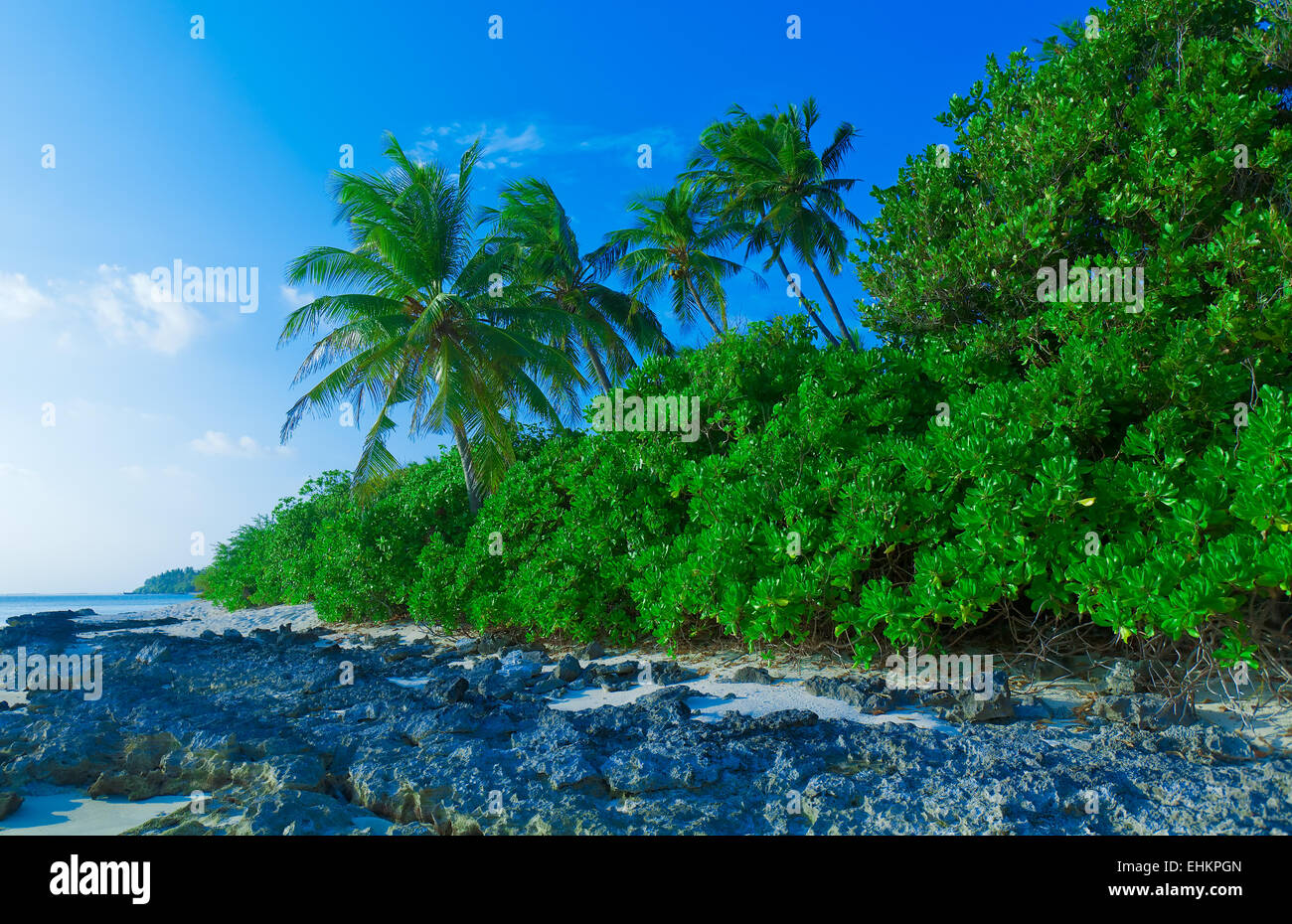 Beach of Island with Palm Trees, Ari-Atoll. Maldives Stock Photo - Alamy