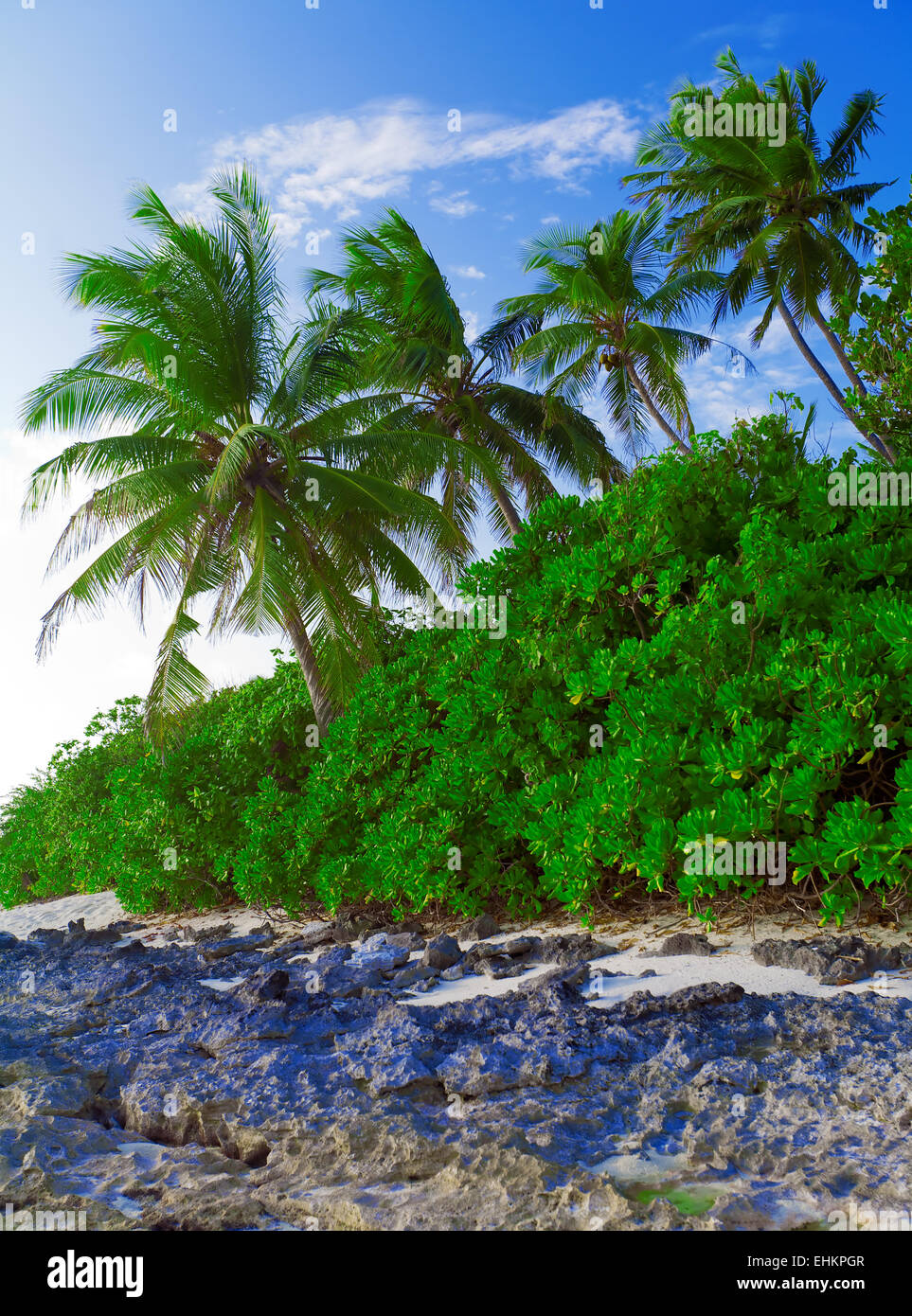 Beach of Island with Palm Trees, Ari-Atoll. Maldives Stock Photo - Alamy
