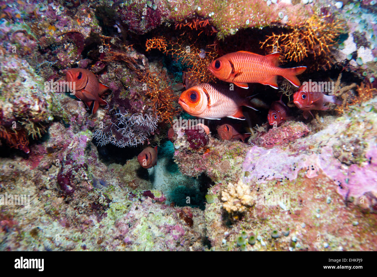 Soldat fishes, Ari-Atoll. Maldives Stock Photo - Alamy