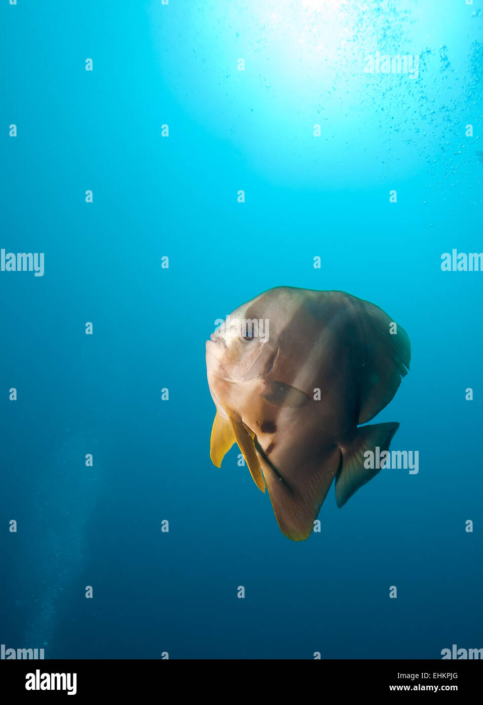 Closeup of Big Bat Fish with sunlight Stock Photo - Alamy