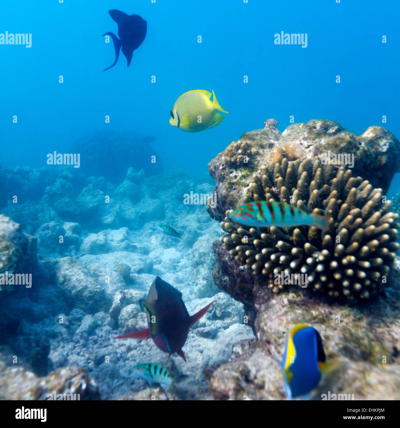 Fishes and Sea Bottom of Ecosystem of Tropical Coral Reef, Maldives ...