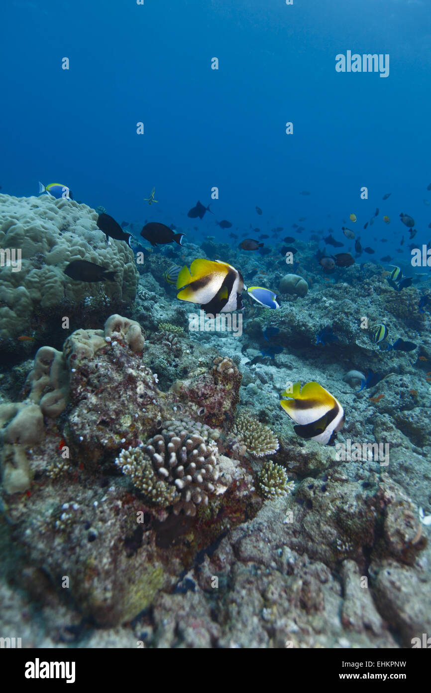 Masked bannerfishes (Heniochus monocera), Maldives Stock Photo - Alamy