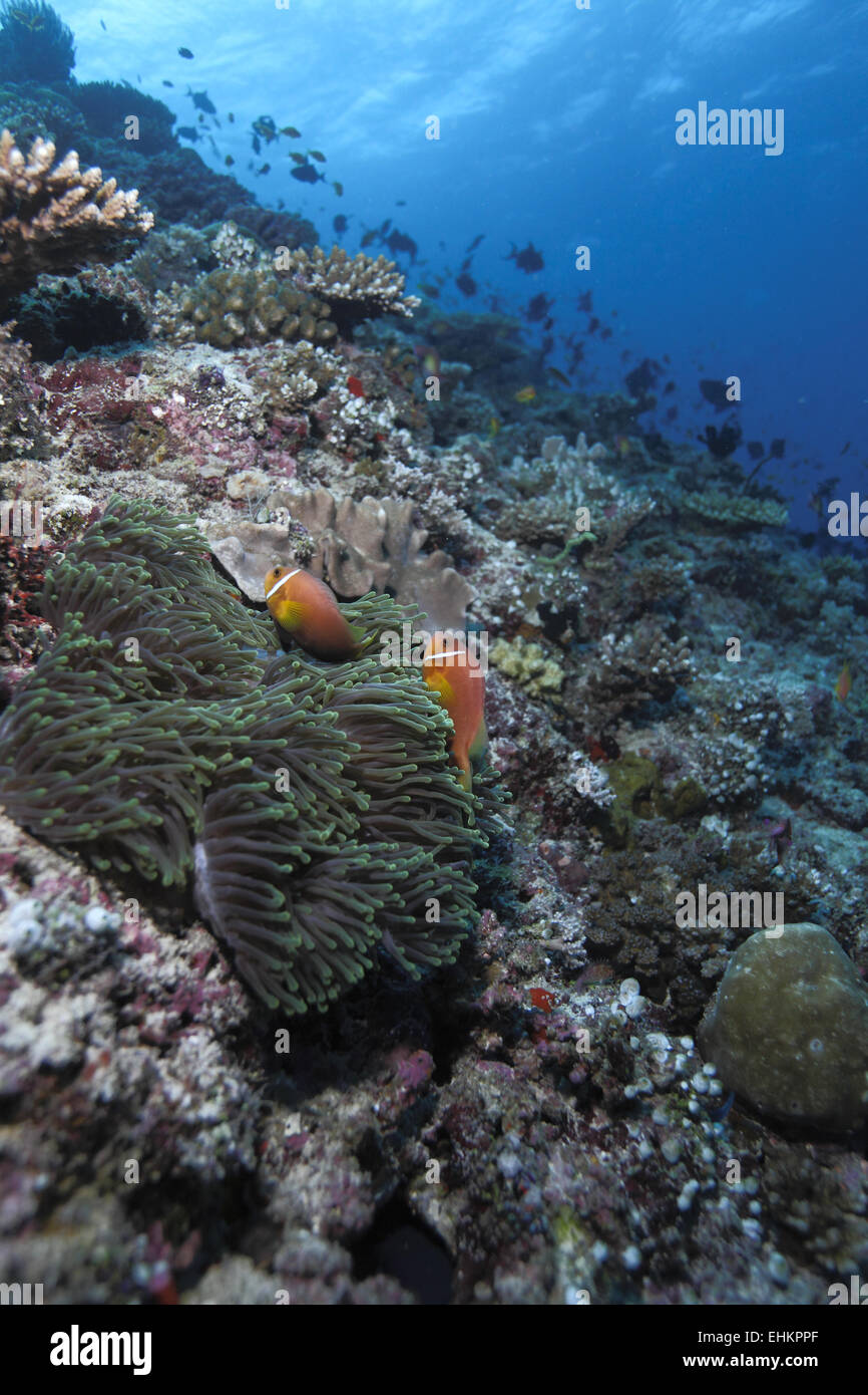 Anemonefish (Amphiprion sebae) in a sea anemone (Heteractis magnifica ...