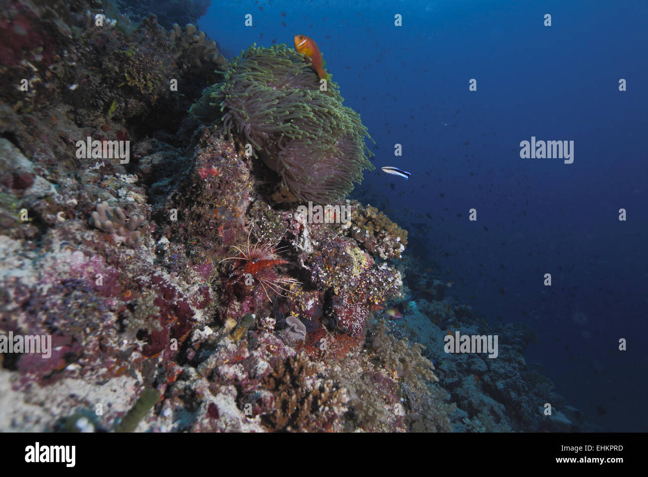 Anemonefish (Amphiprion sebae) in a sea anemone (Heteractis magnifica ...