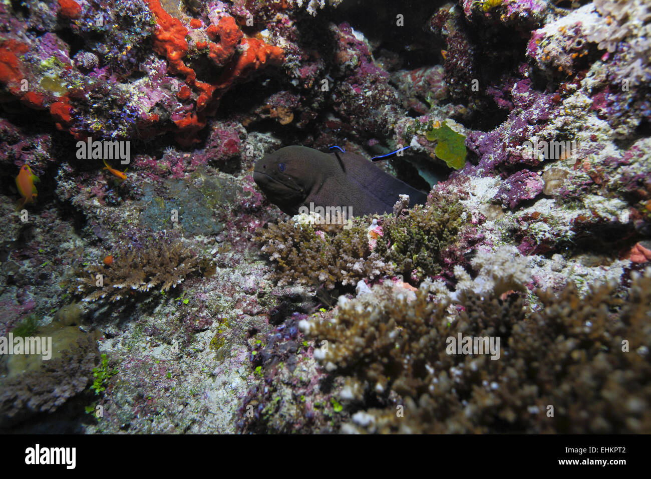 The giant moray (gymnothorax javanicus), Maldives Stock Photo - Alamy